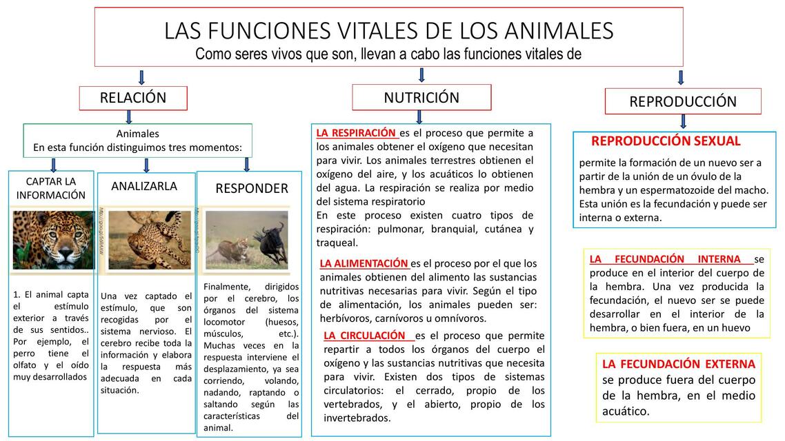 LAS FUNCIONES VITALES DE LOS ANIMALES cIase y tare | Miryan | uDocz