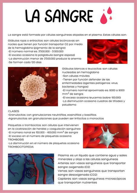 INFOGRAFIA DE LA SANGRE | Camila Araujo | uDocz