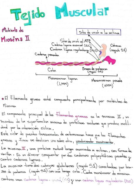 Molécula de Miosina II | Lau Palacio | uDocz
