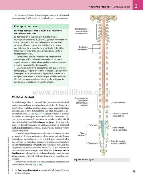 Medula espinal | Celeste Codutti | uDocz