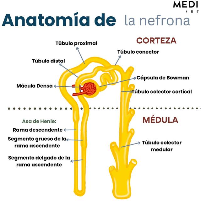 Anatomía de la nefrona | medi_fer | uDocz