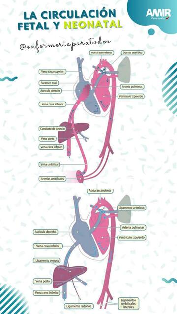 circulacion fetal y neonatal | YUDOC.ORG | uDocz